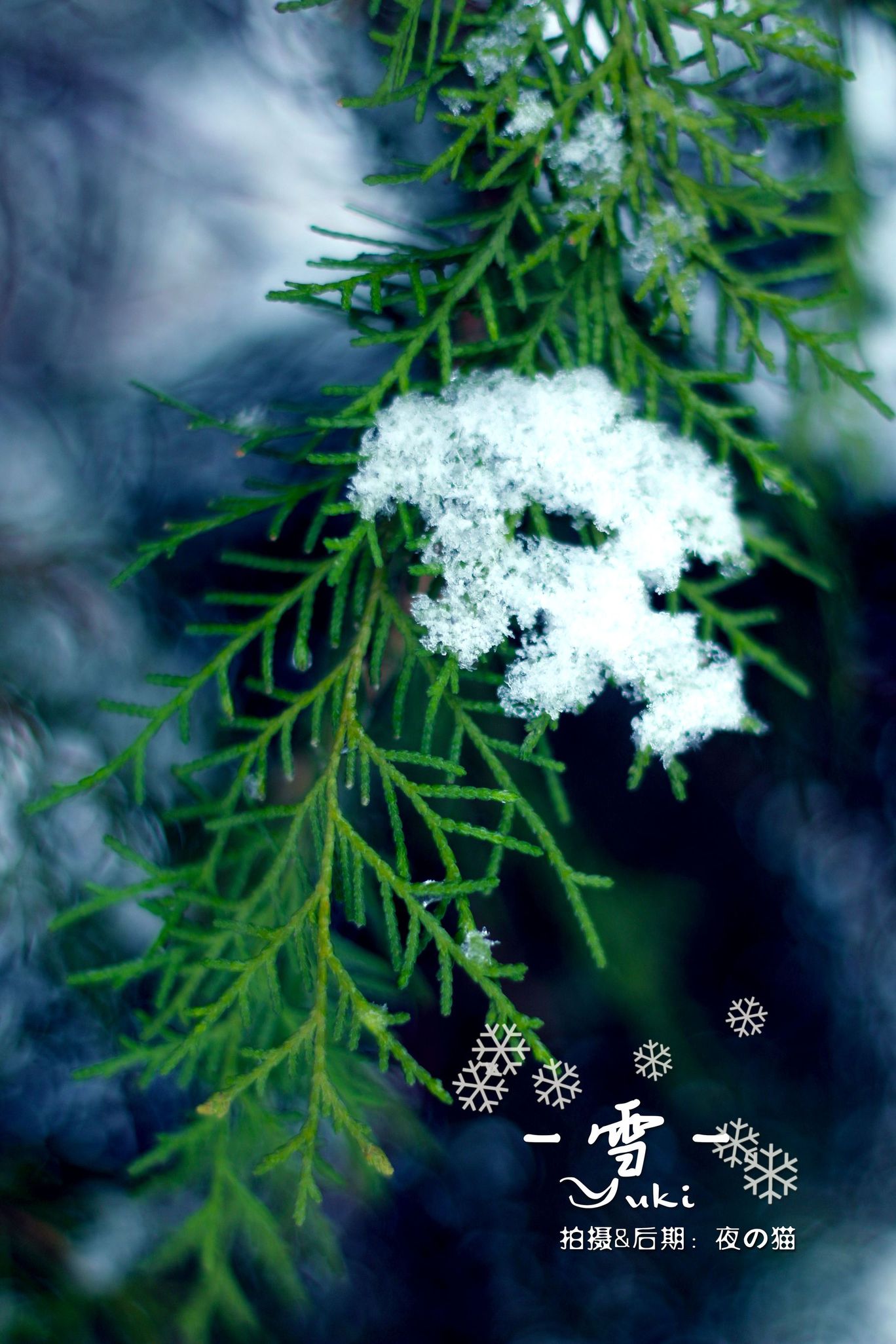 一只夜猫子 | 夜の猫的个人站点